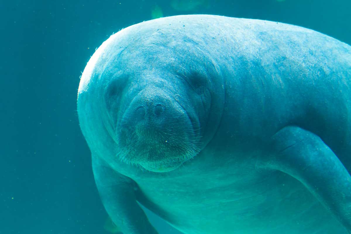 Visiting the Apollo Beach manatees at the Big Bend Power Station near Tampa