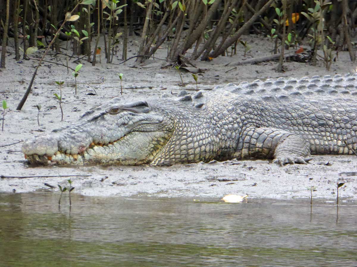 Exploring the Daintree and Cape Tribulation: Crocodile cruises ...