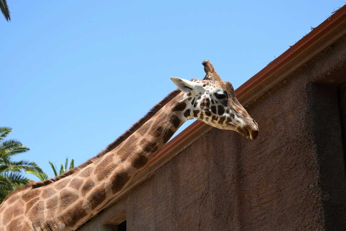 Adelaide Zoo: Ticket prices, opening hours, parking & visitor guide