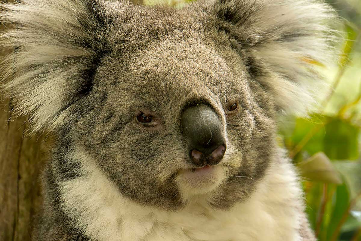 Cleland Wildlife Park, Adelaide: Ticket prices, hours, parking ...