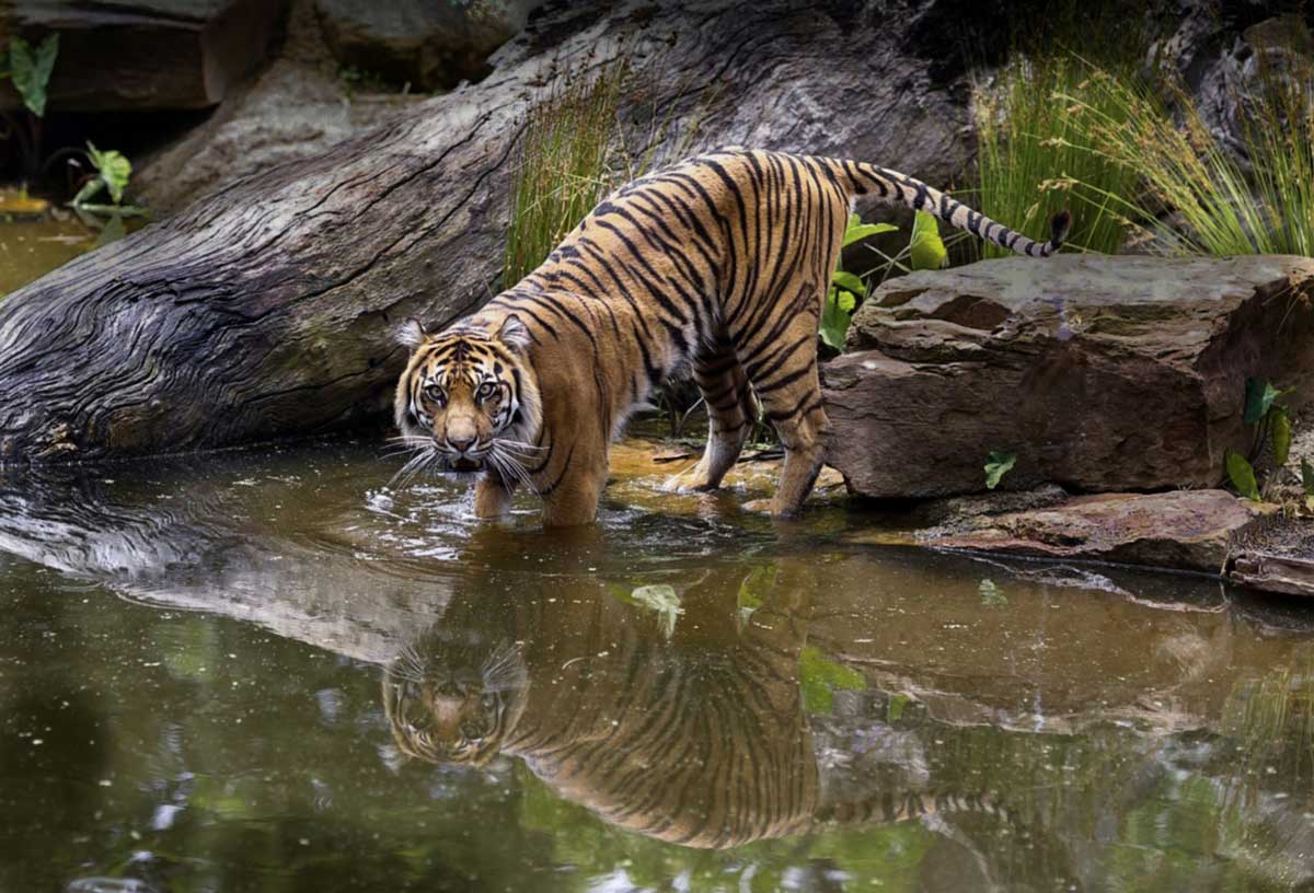 Melbourne Zoo visitor guide: Hours, prices, parking and practical tips