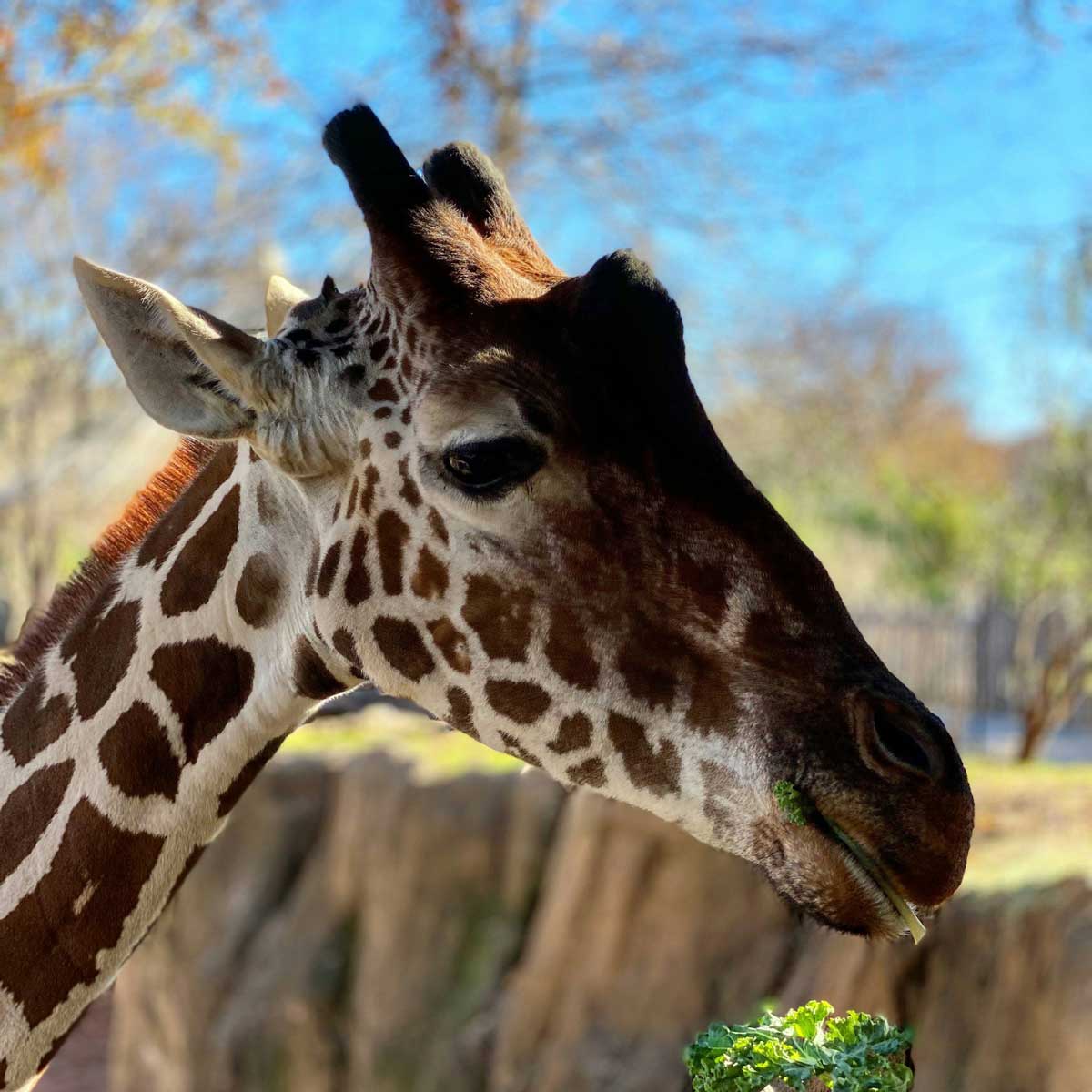 Dallas Zoo guide (2026): Opening hours, ticket prices, parking & tips