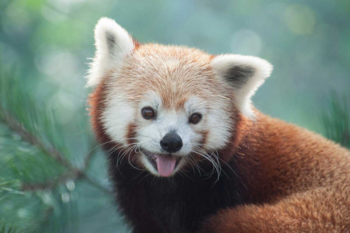 Cleveland Metroparks Zoo, Cleveland: Visitor guide with ticket prices ...