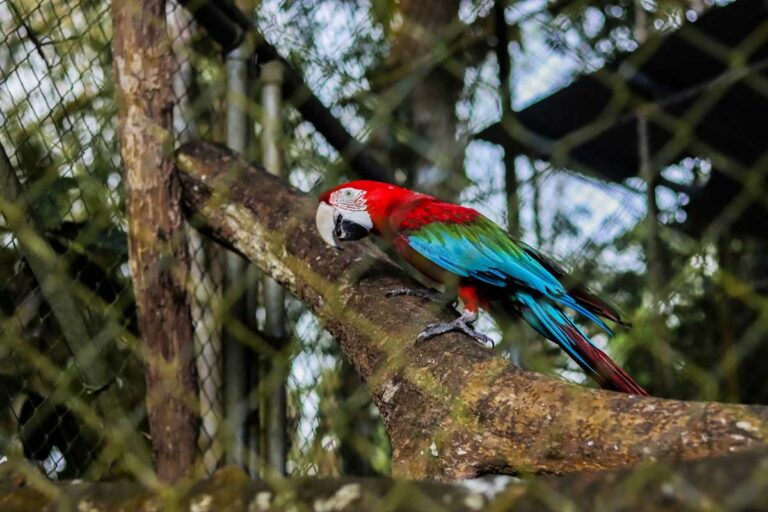 Loro Parque, Tenerife: Visitor guide with ticket prices, hours and must ...