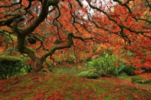 Portland, Oregon Travel Guide: Attractions and Visitor Information ...