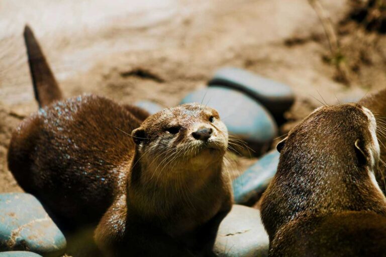 Visiting Santa Barbara Zoo, California: practical guide for first-timers