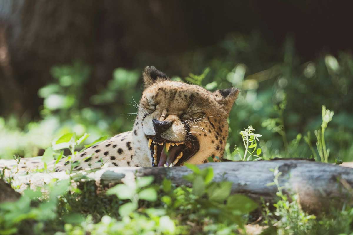 Visiting Saint Louis Zoo, St. Louis: practical guide for first-timers